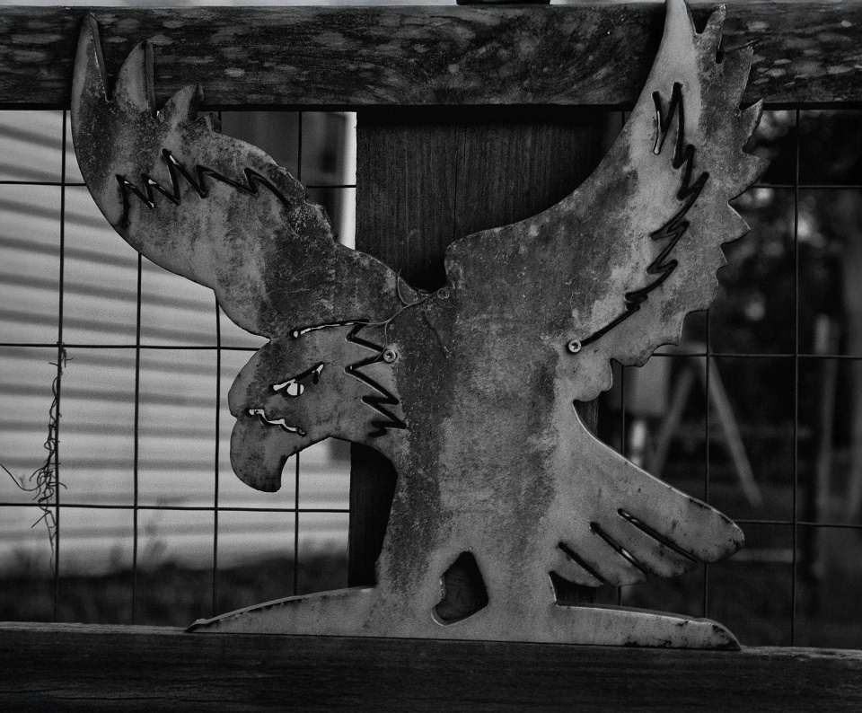 Metal Eagle | bugsman | Blipfoto