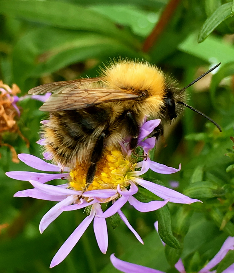 FLUFFY BEE. | Larchlea | Blipfoto
