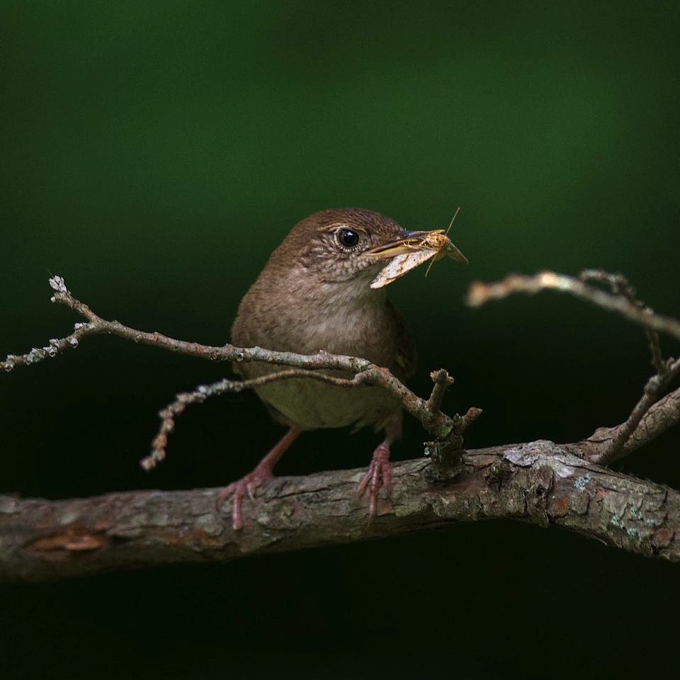 House wren special delivery | justbe | Blipfoto