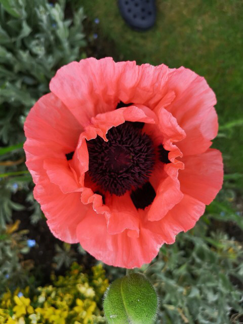 Poppy | MerlotsDad | Blipfoto
