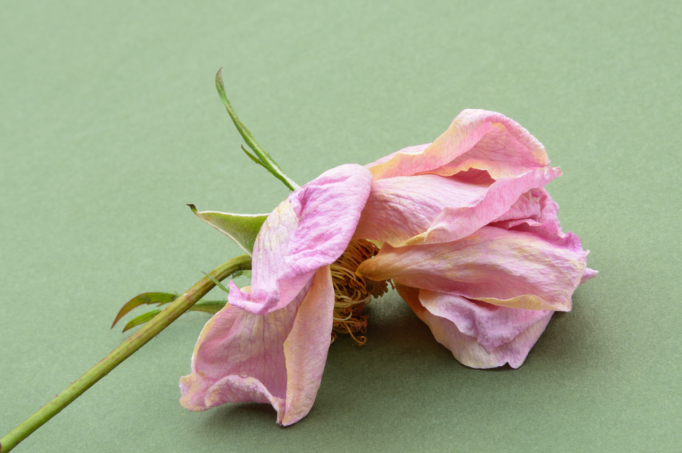 Decaying Rose | KevinMaskell | Blipfoto