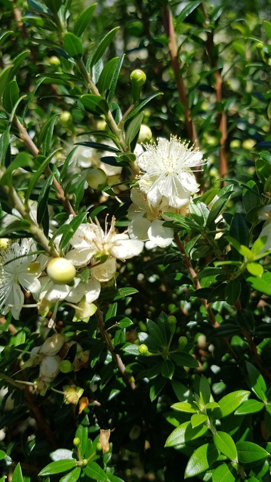 Luma apiculata | vince193 | Blipfoto