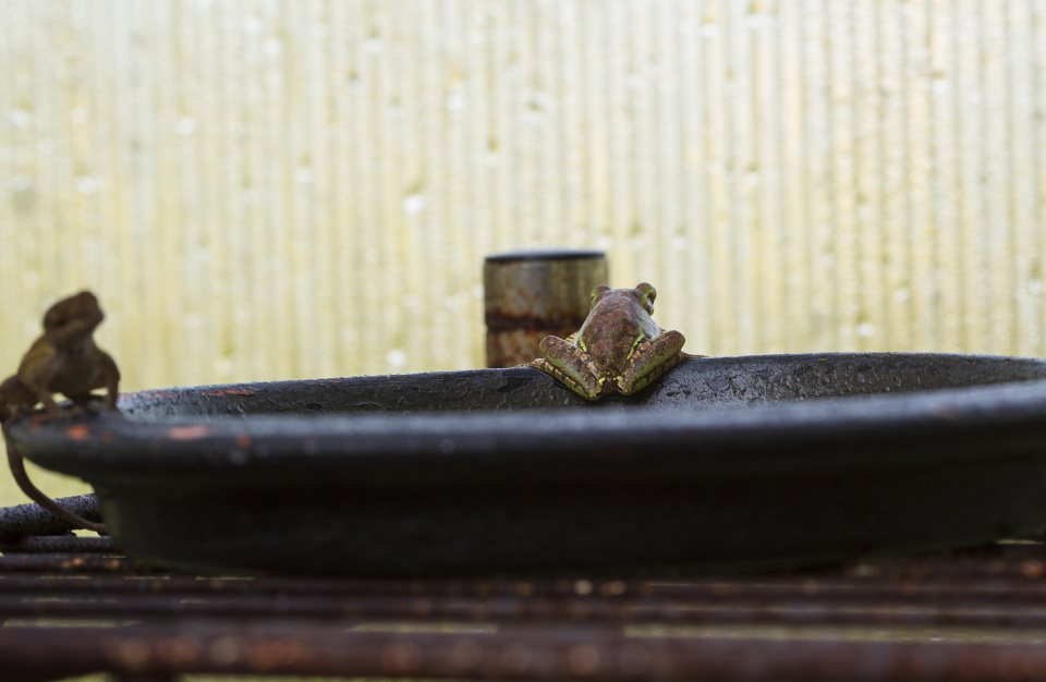 Sharing | bugsman | Blipfoto