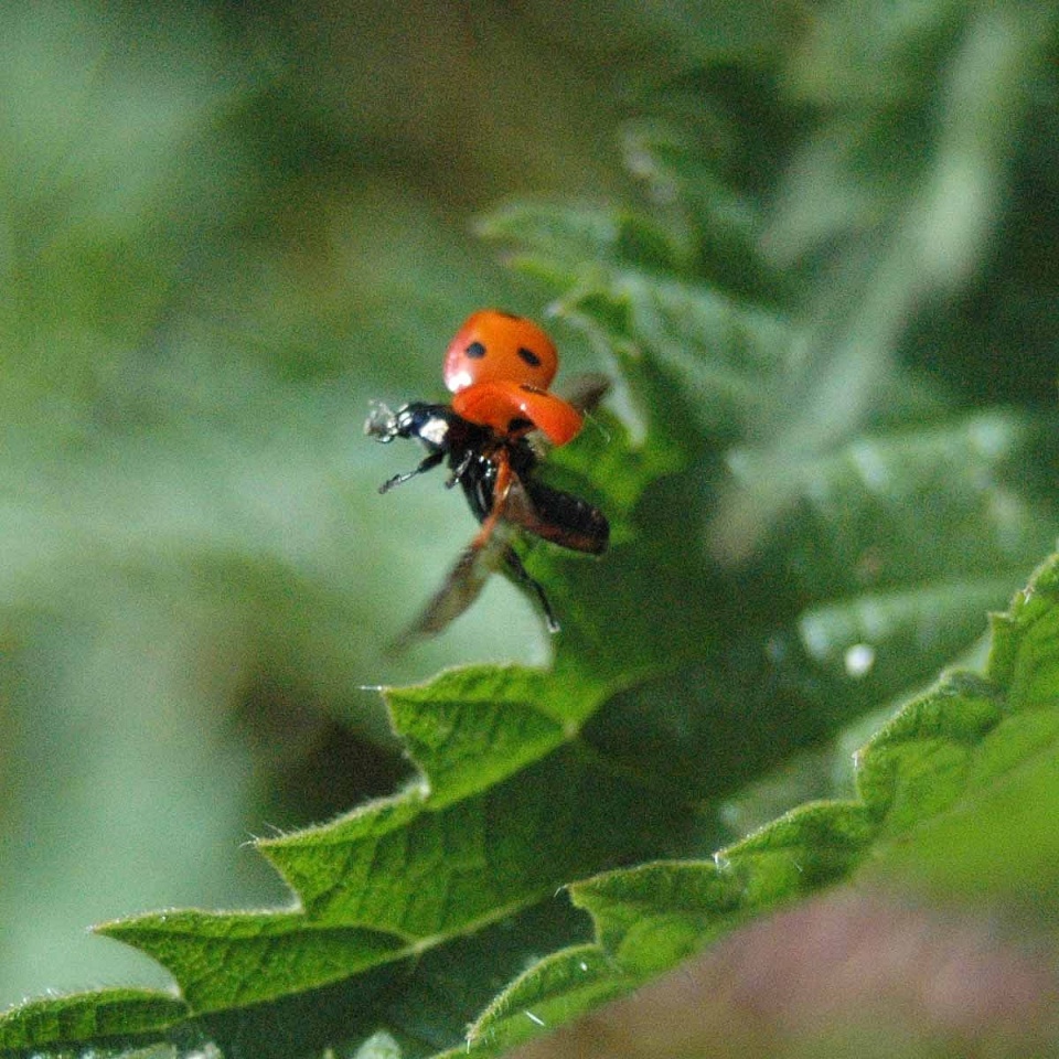 Ladybird in flight | Vodkaman | Blipfoto