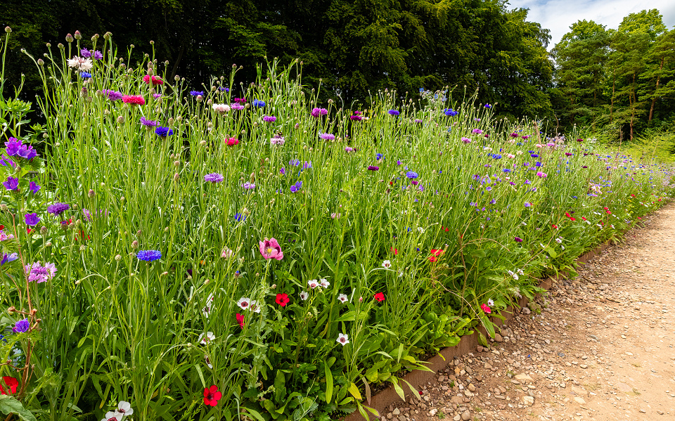 Wild Border | steveng | Blipfoto