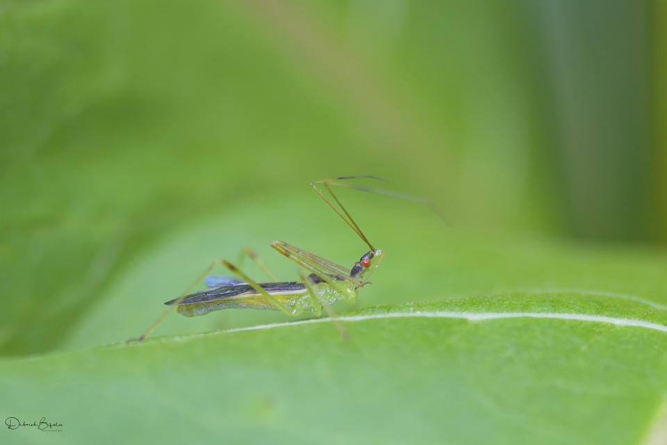 Pale... | dbifulco | Blipfoto