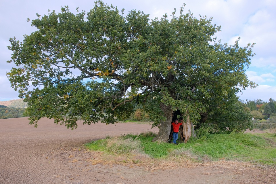 Me In The Tree | BobsBlips | Blipfoto