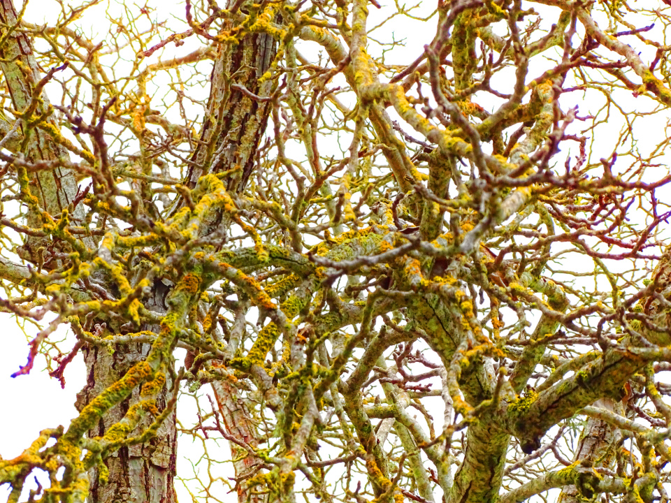 Bramble Tangle | rwsphotography | Blipfoto