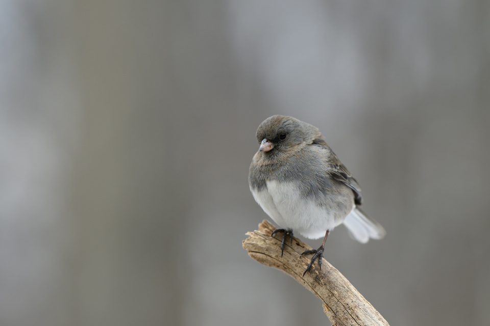 Shades of Gray | dbifulco | Blipfoto