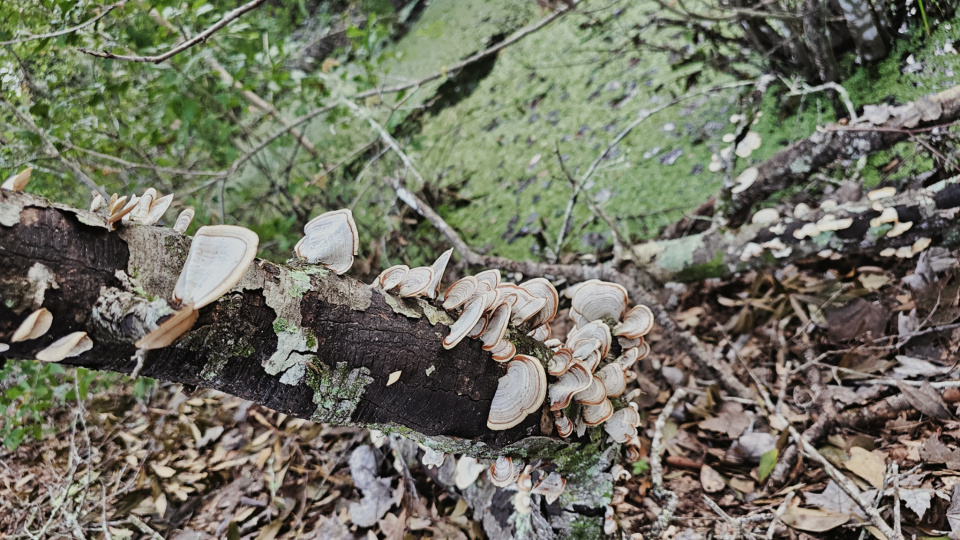 Fungi | bugsman | Blipfoto