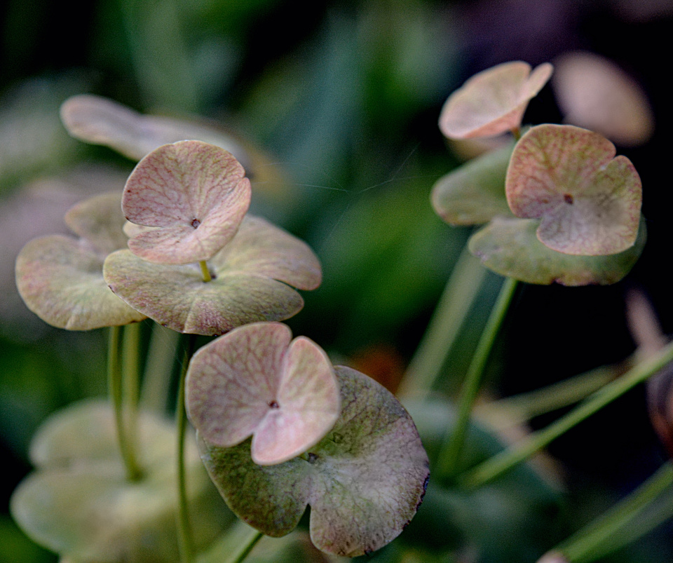 Euphorbia | mambo | Blipfoto