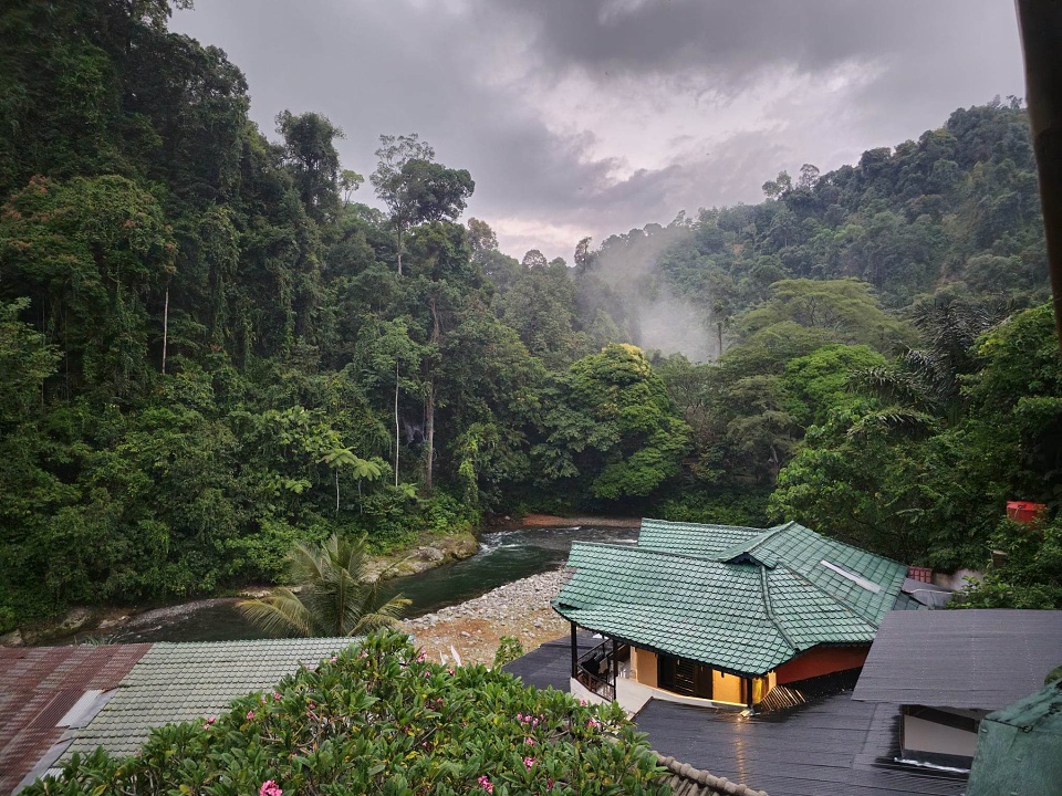 Jungle Sumatra | almond | Blipfoto