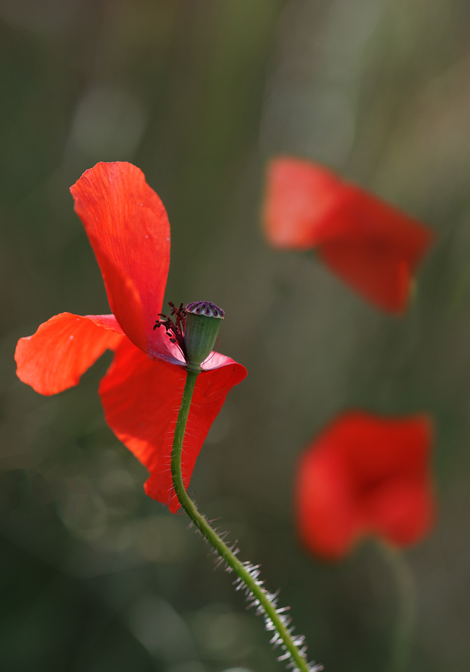 poppy | LesleyAlsford | Blipfoto