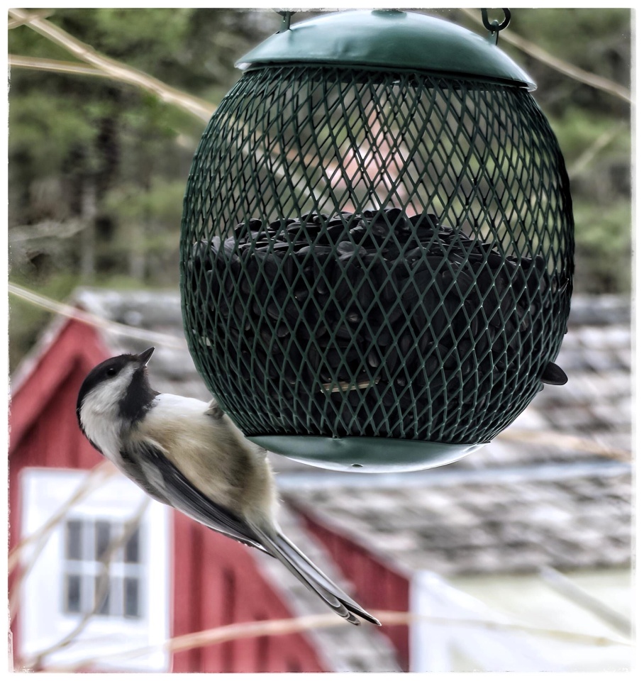 "Look on the other side, silly!" | Memories4Me | Blipfoto