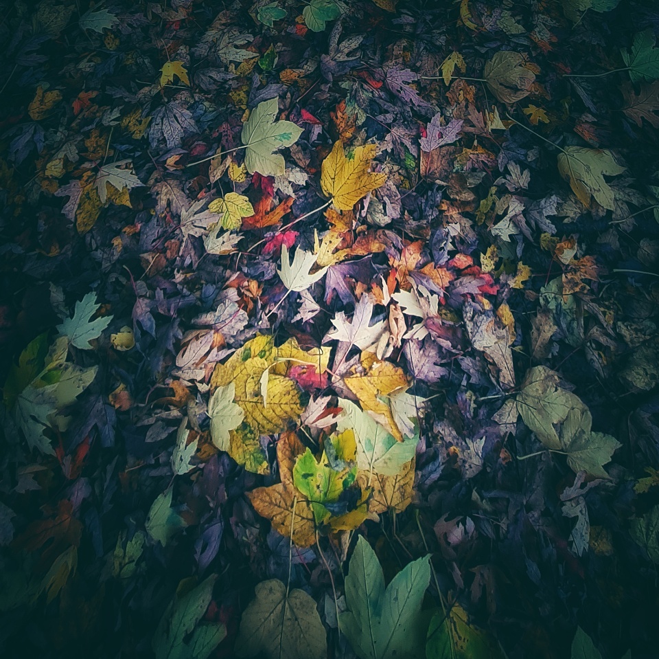 Leaves | dbrereton | Blipfoto