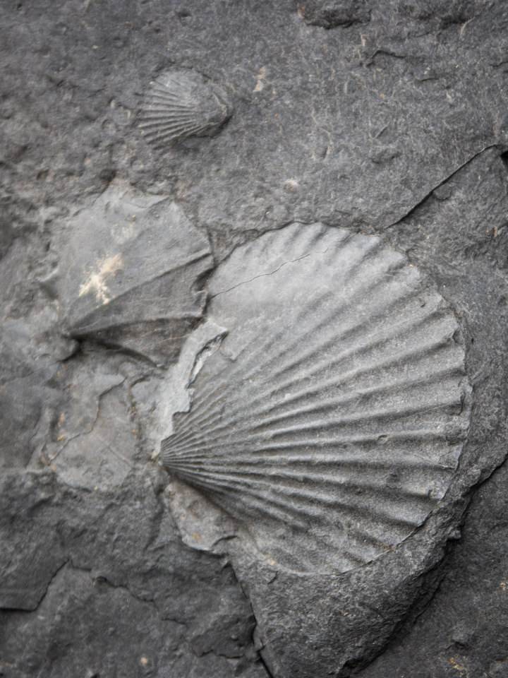 Fossils | cyclops | Blipfoto