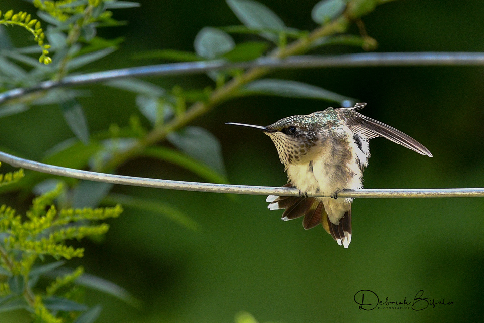 Tough Guy | dbifulco | Blipfoto