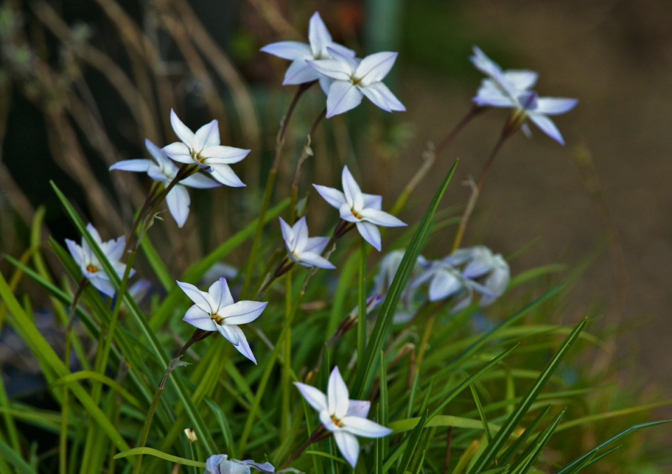 Spring Starflowers | CleanSteve | Blipfoto