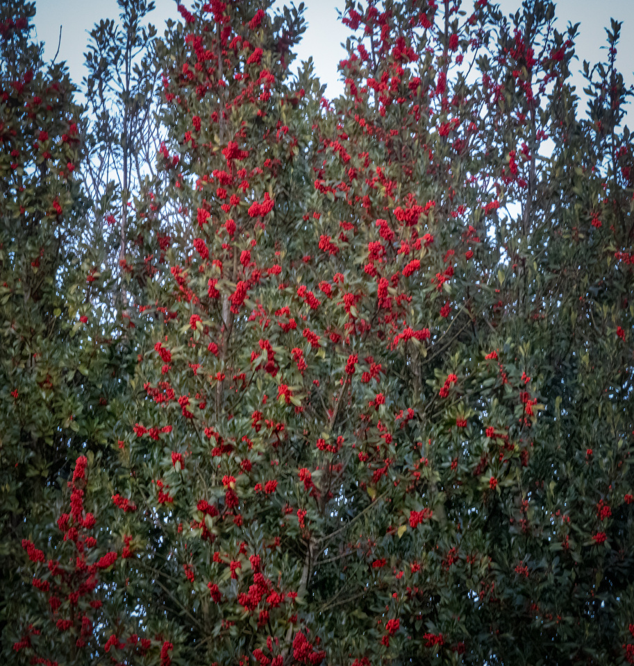 The holly bears a berry | DarkEyedMary | Blipfoto