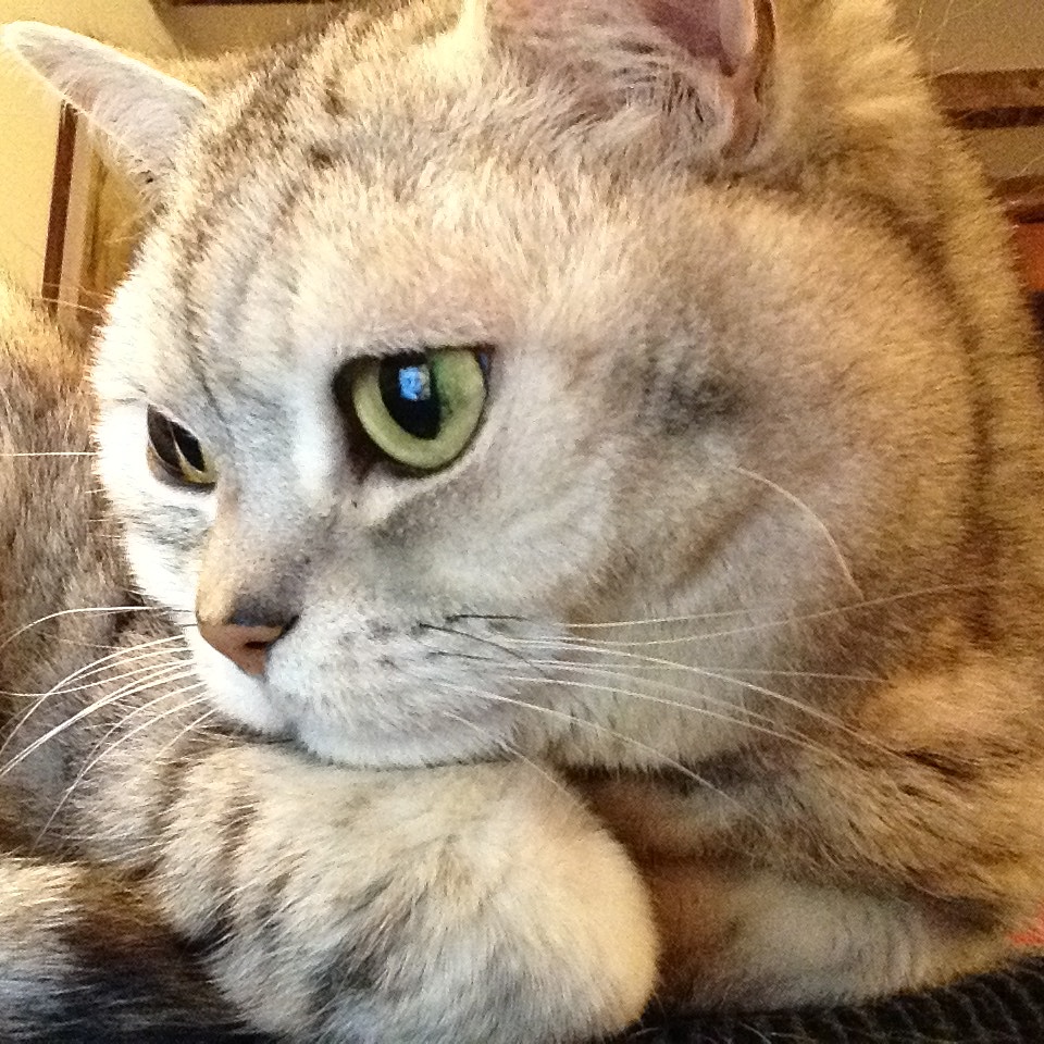 MIlly Cat | DebsC | Blipfoto