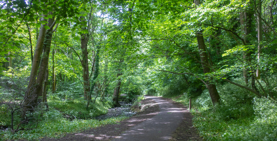 A Gentle Walk in the Woods | Kernow | Blipfoto
