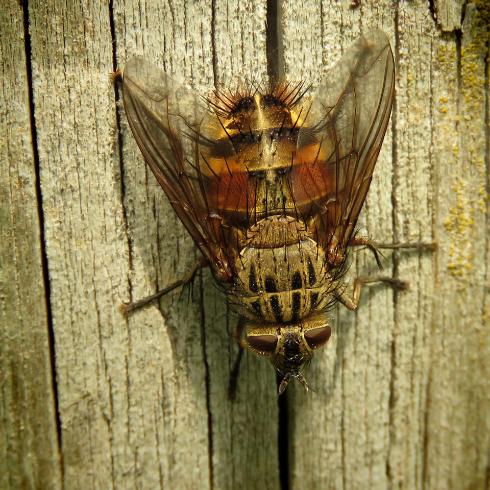 Large Bristle Fly | cabbagetree | Blipfoto