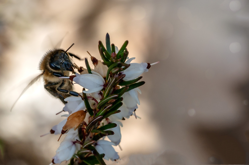 Bee Shot | Freyjad | Blipfoto