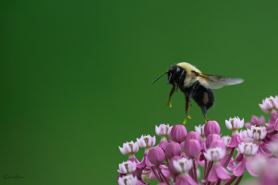 The Flight of the Bumblebee | dbifulco | Blipfoto