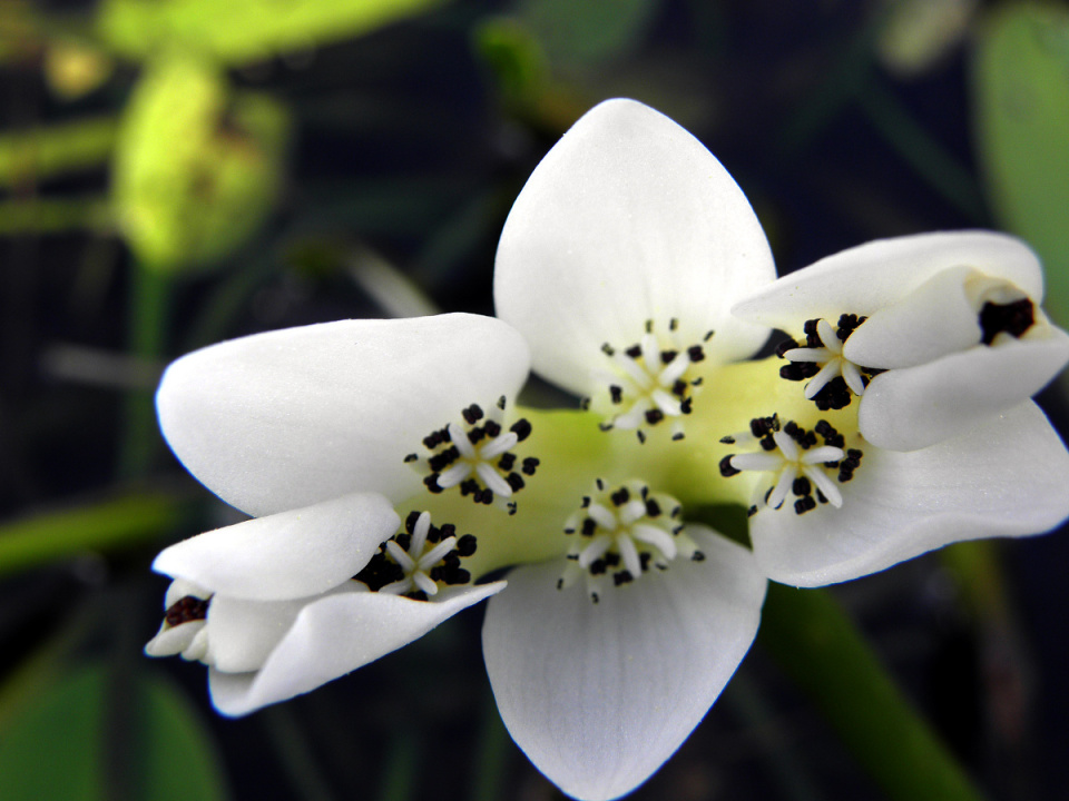 Water Hawthorn | Croftcrafts | Blipfoto