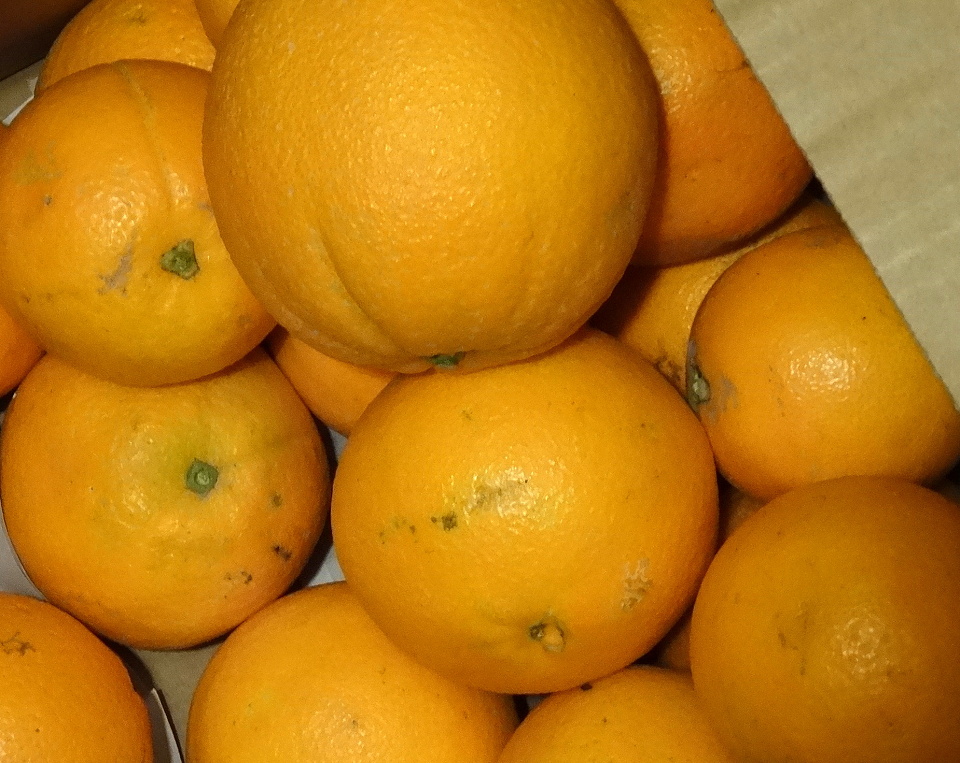 Navel Oranges | sheilwill | Blipfoto