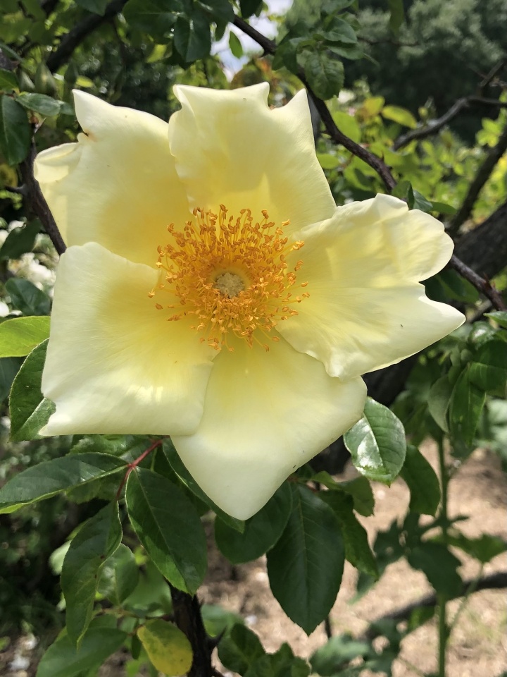 Tiny Tuesday — simple | 59 | Blipfoto