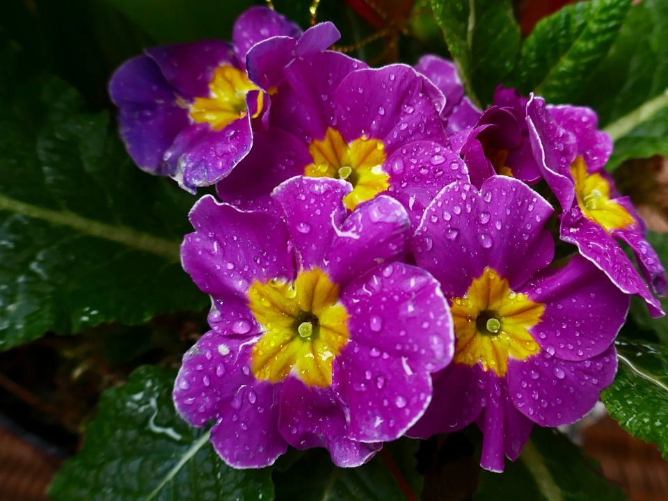 Primrose Morning | RonaldBerry | Blipfoto