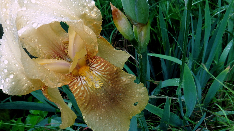 Iris in the rain | dogwoodpuddle | Blipfoto