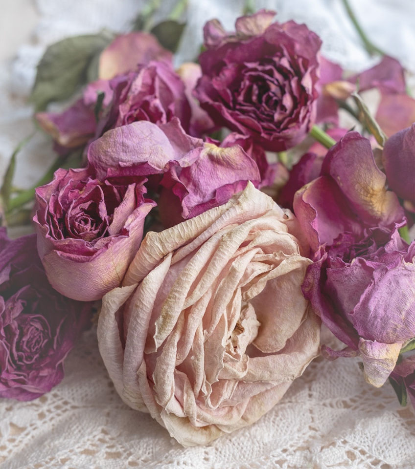 The glory of fading roses | walkingMarj | Blipfoto