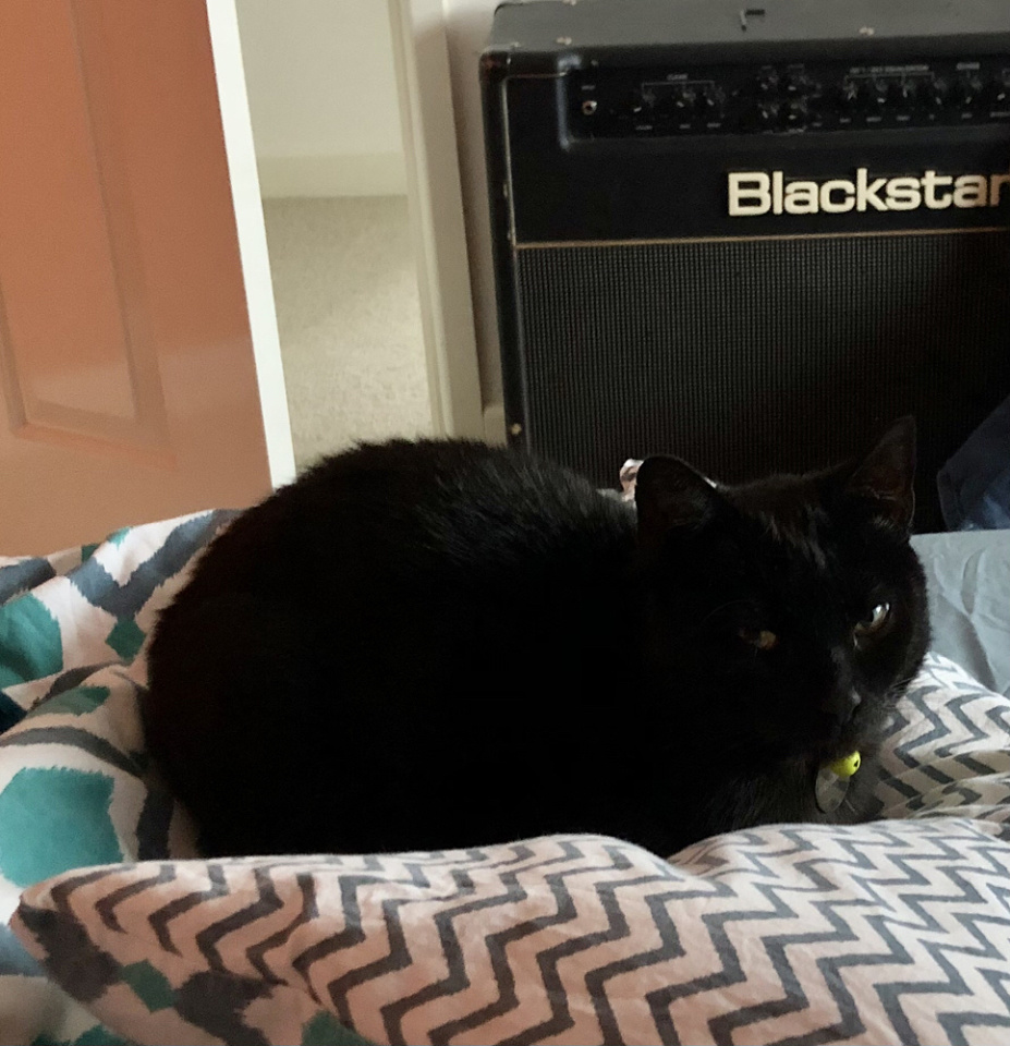 Black star cat | Sparky | Blipfoto