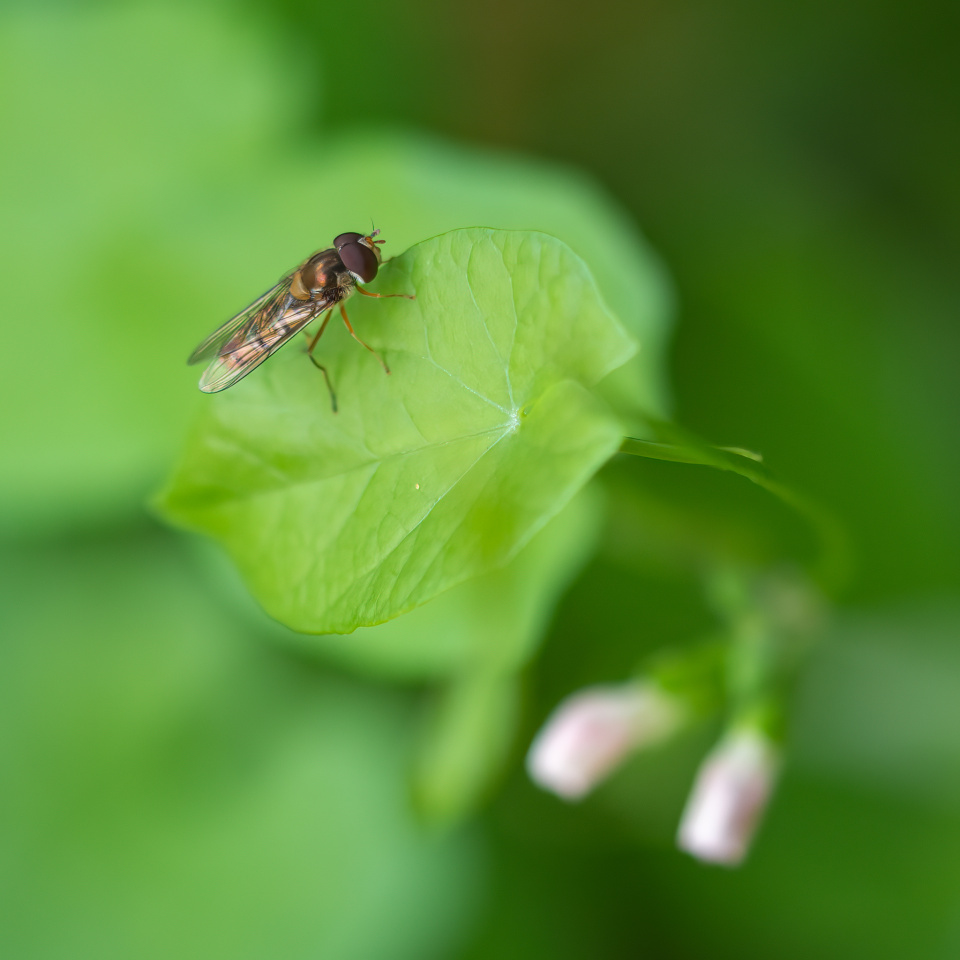 Hover Fly | AH14 | Blipfoto