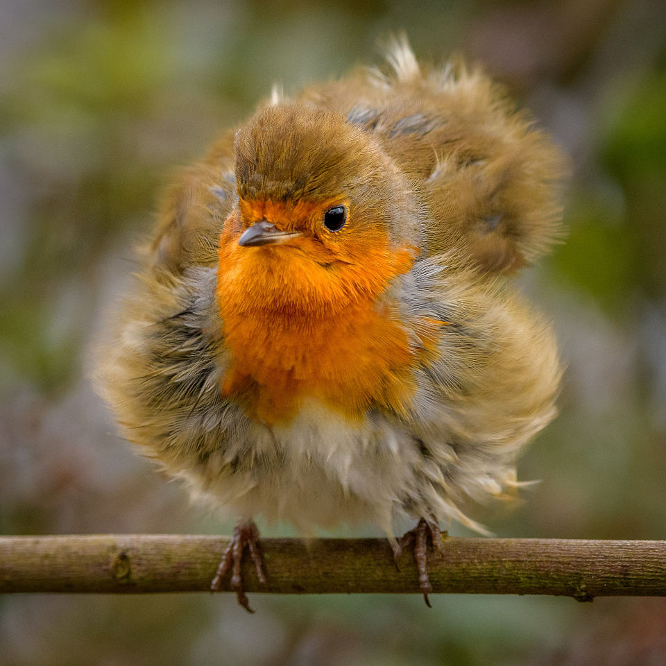 All Fluffed Up | AH14 | Blipfoto