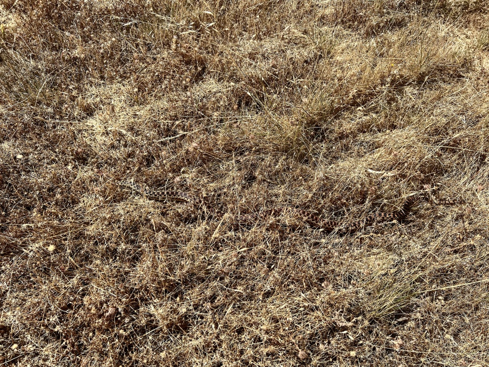 Snake in the Grass | Wildwood | Blipfoto