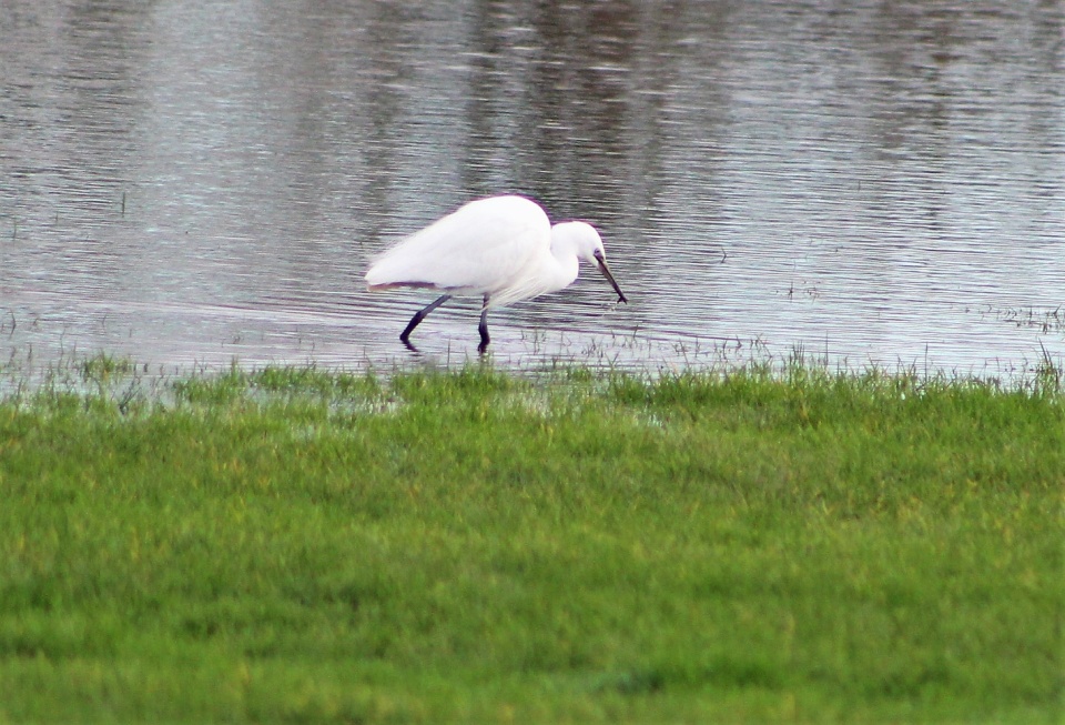 Little Egret on the Football pitch | monkey | Blipfoto