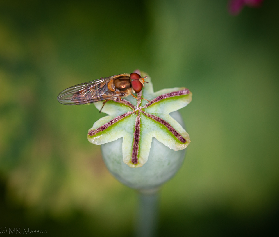 Hoverfly | DarkEyedMary | Blipfoto