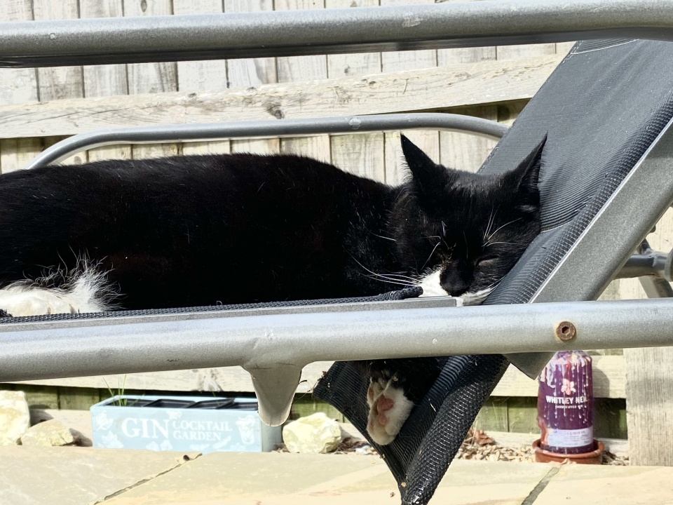 Lazy Felix | Alison666 | Blipfoto