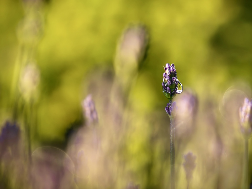 Impressions of lavender | maureen6002 | Blipfoto