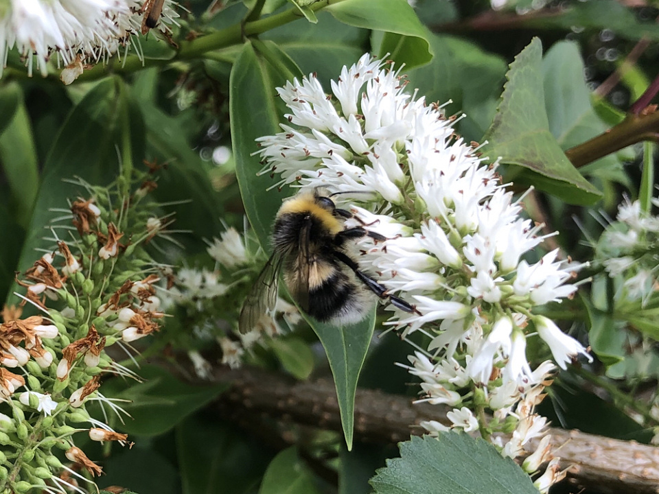 Hebe and Bee | JockMcGrumpy | Blipfoto