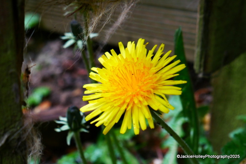 The 'umble Dandelion | ThingsBeautiful | Blipfoto