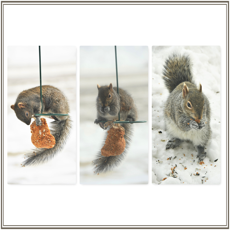 How a squirrels' brain is wired.... | dfb24 | Blipfoto