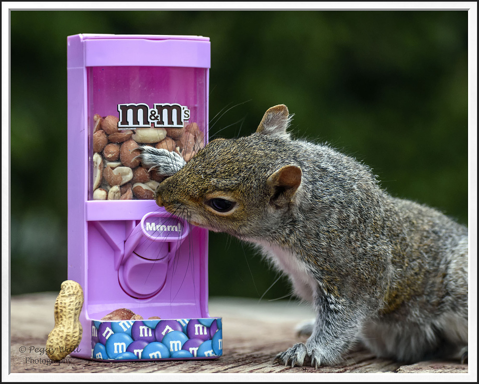 Silly Saturday .... | SquirrelsEtc | Blipfoto