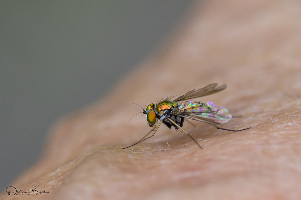 Sparkly | dbifulco | Blipfoto