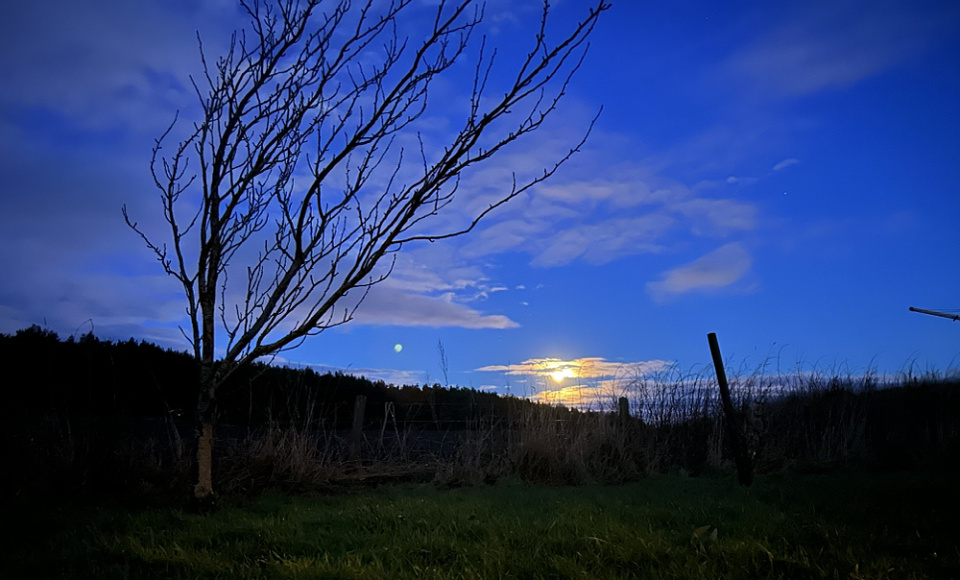 Back garden | Drumderfit | Blipfoto