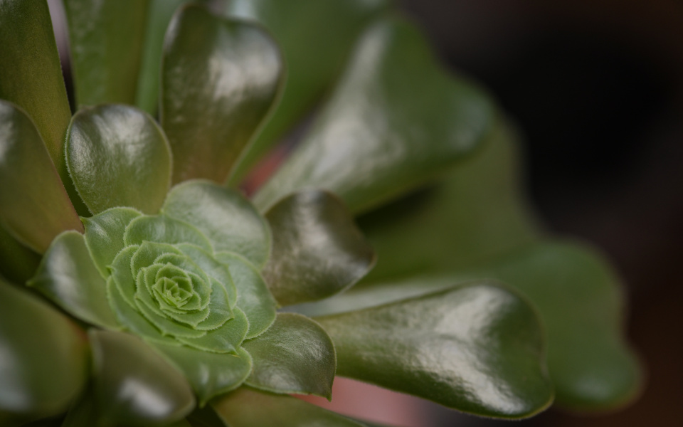 Indoor Blip: Tree Aeonium Macro | Chamaeleo | Blipfoto