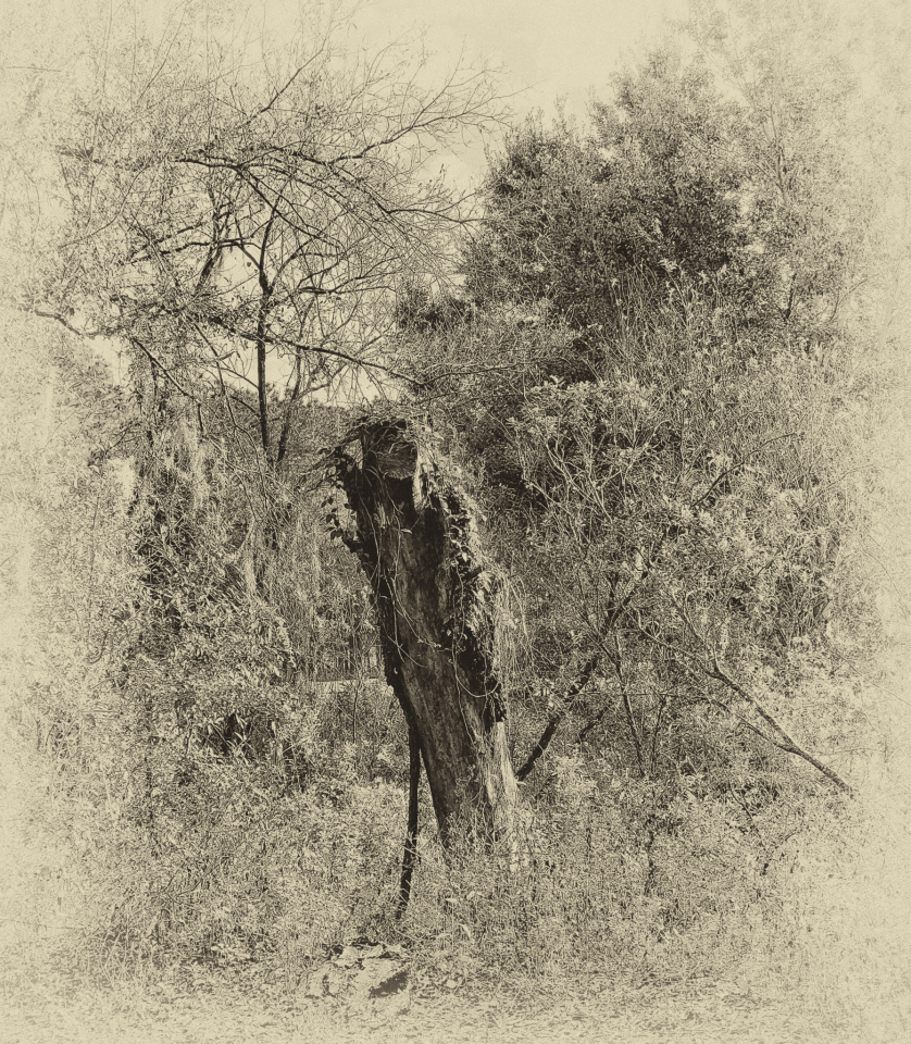 Dead Tree | bugsman | Blipfoto